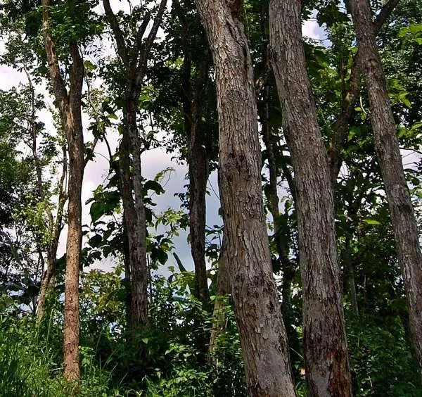 Kuripe Made of Dark Sono Wood (Dalbergia latifolia)